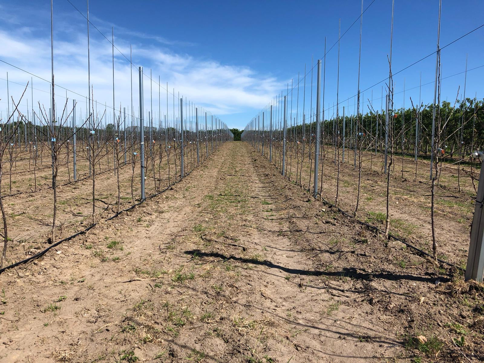 Trellix Steel Trellis Posts – Premium Horticultural Imports NZ